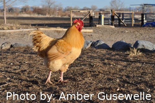 Buff Orpingtons - Murray McMurray Hatchery Blog