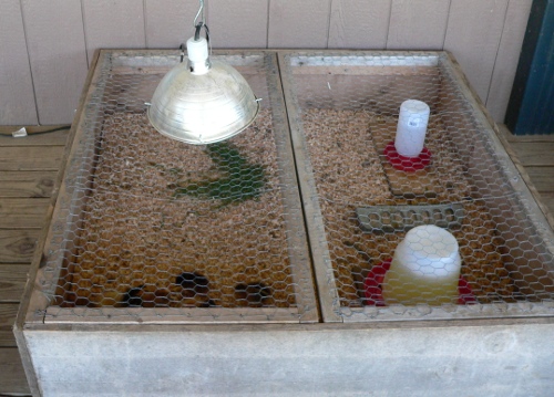 Raising Chickens for Our Home Flock, Day 3 - Murray McMurray Hatchery Blog