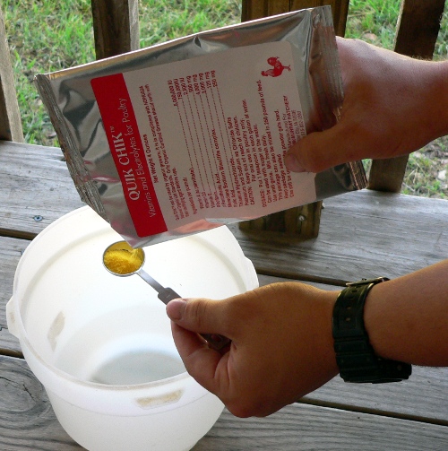 Raising Chickens for Our Home Flock, Day 3 - Murray McMurray Hatchery Blog