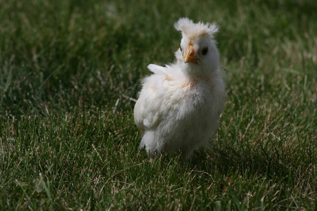 4 Weeks - Bigger Chicks | Murray McMurray Hatchery Blog