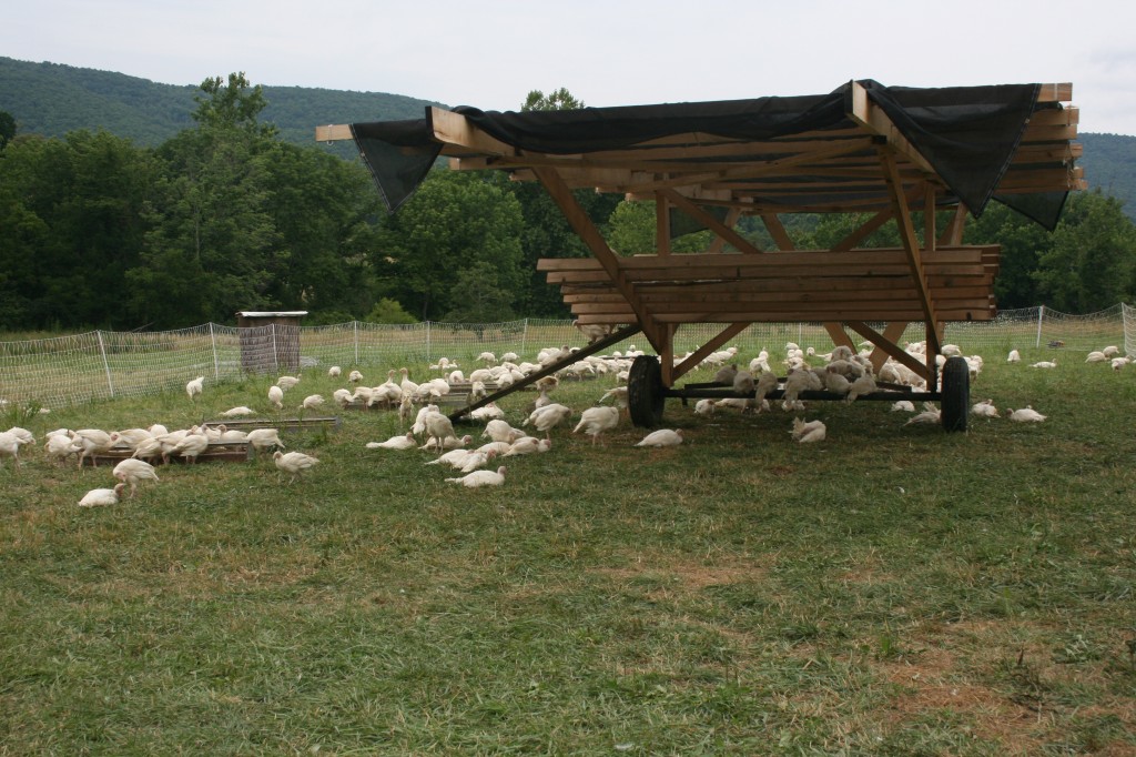 PolyFace Farms Field Day - Murray McMurray Hatchery Blog