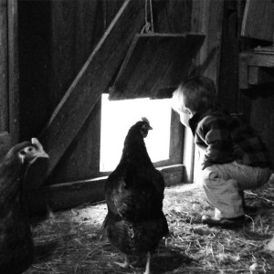 The Winners of the McMurray Spring Chicken Photo Contest - Murray ...