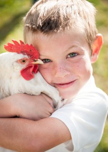 The Winners of the McMurray Spring Chicken Photo Contest - Murray ...