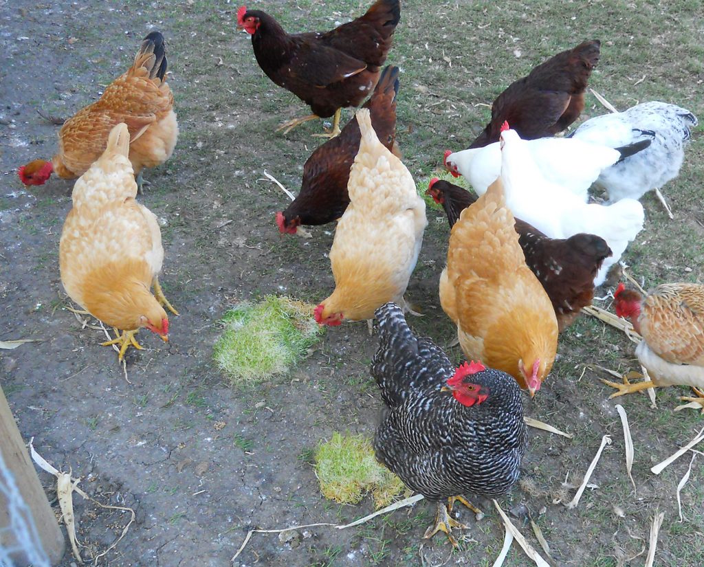 Chicken Boredom Busters - Murray McMurray Hatchery Blog