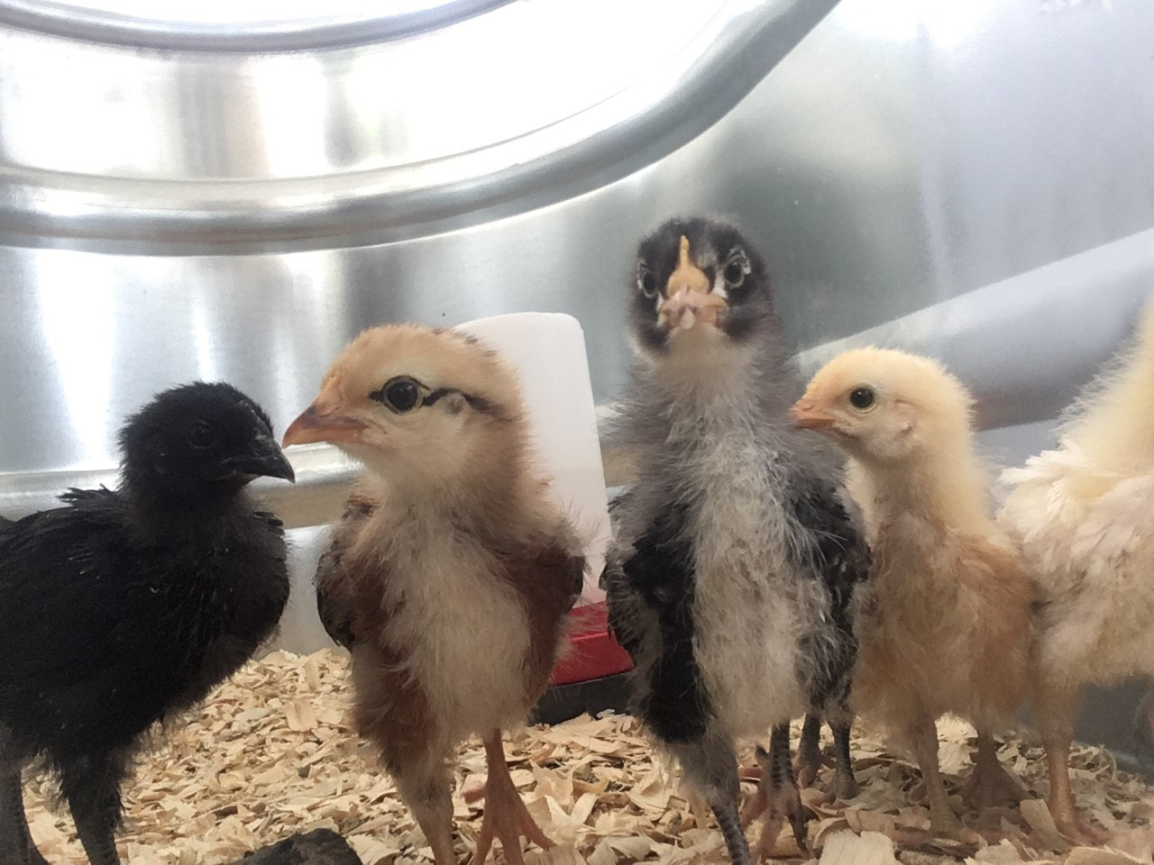 Preparing for Your New Chicks - Murray McMurray Hatchery Blog