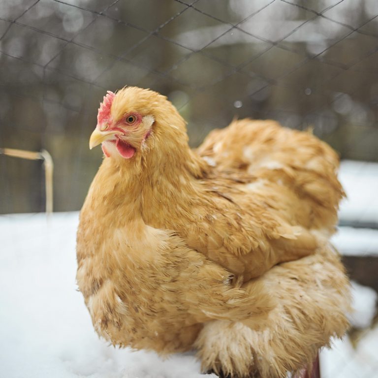 Hatch At Home: Getting Started - Murray McMurray Hatchery Blog