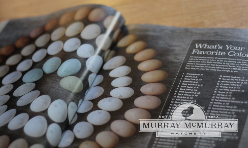 New 6 Chick Minimum, New Breeds and More for 2020 - Murray McMurray ...