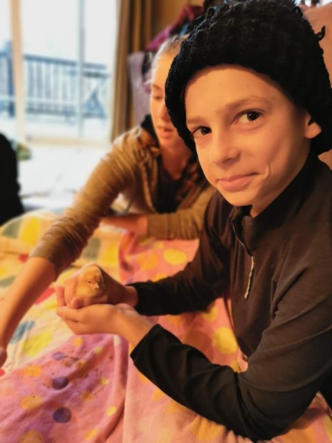 Chicken School | Homeschool Learning Ideas - Murray McMurray Hatchery Blog