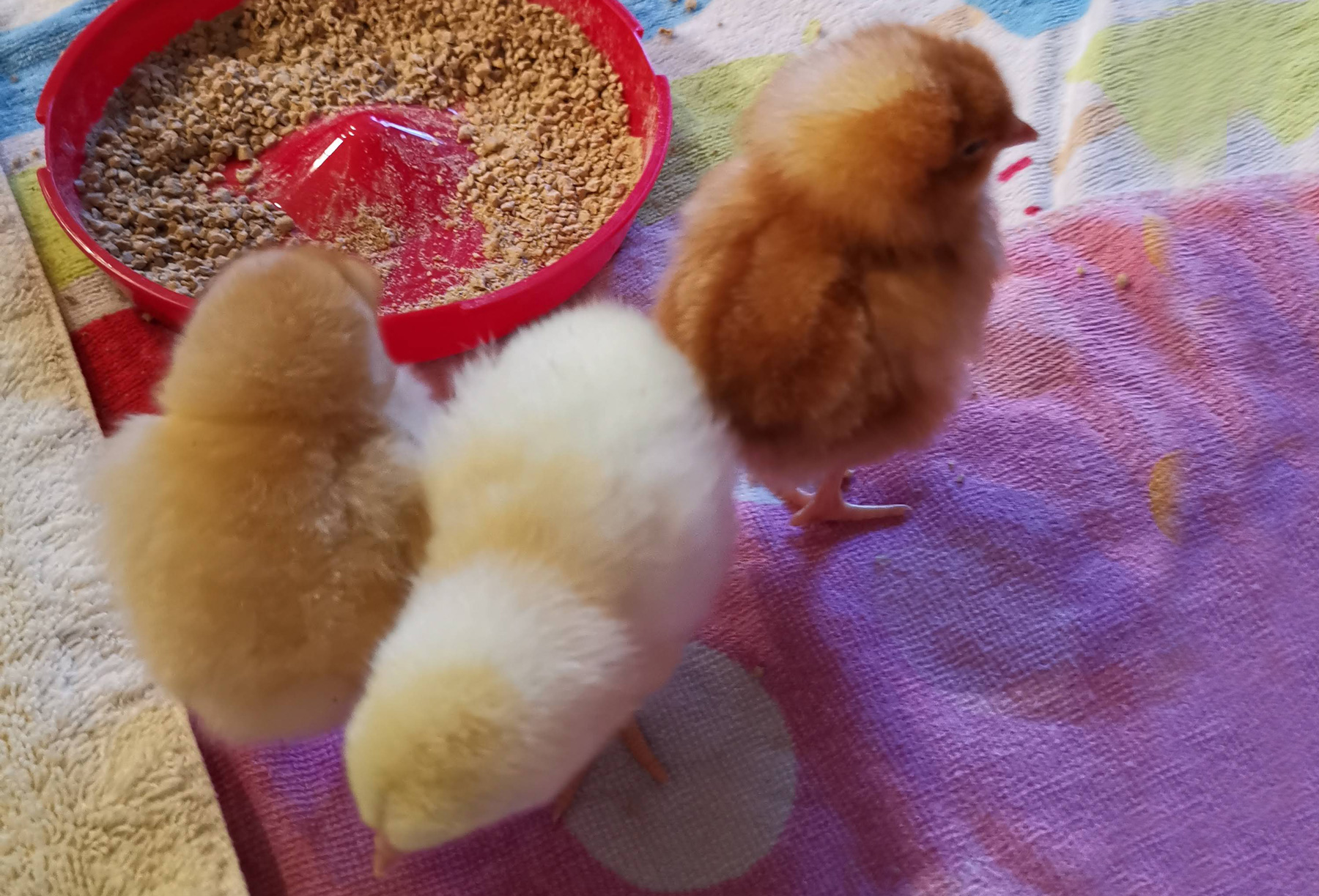 Chicken School | Homeschool Learning Ideas - Murray McMurray Hatchery Blog