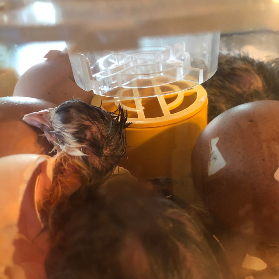 Chicken School | Hatching Baby Chicks - Murray McMurray Hatchery Blog