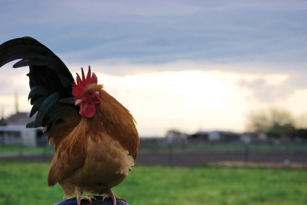 The Beauty of Bantam Chickens - Murray McMurray Hatchery Blog