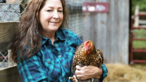 Brooding Fall Chicks - Murray McMurray Hatchery Blog