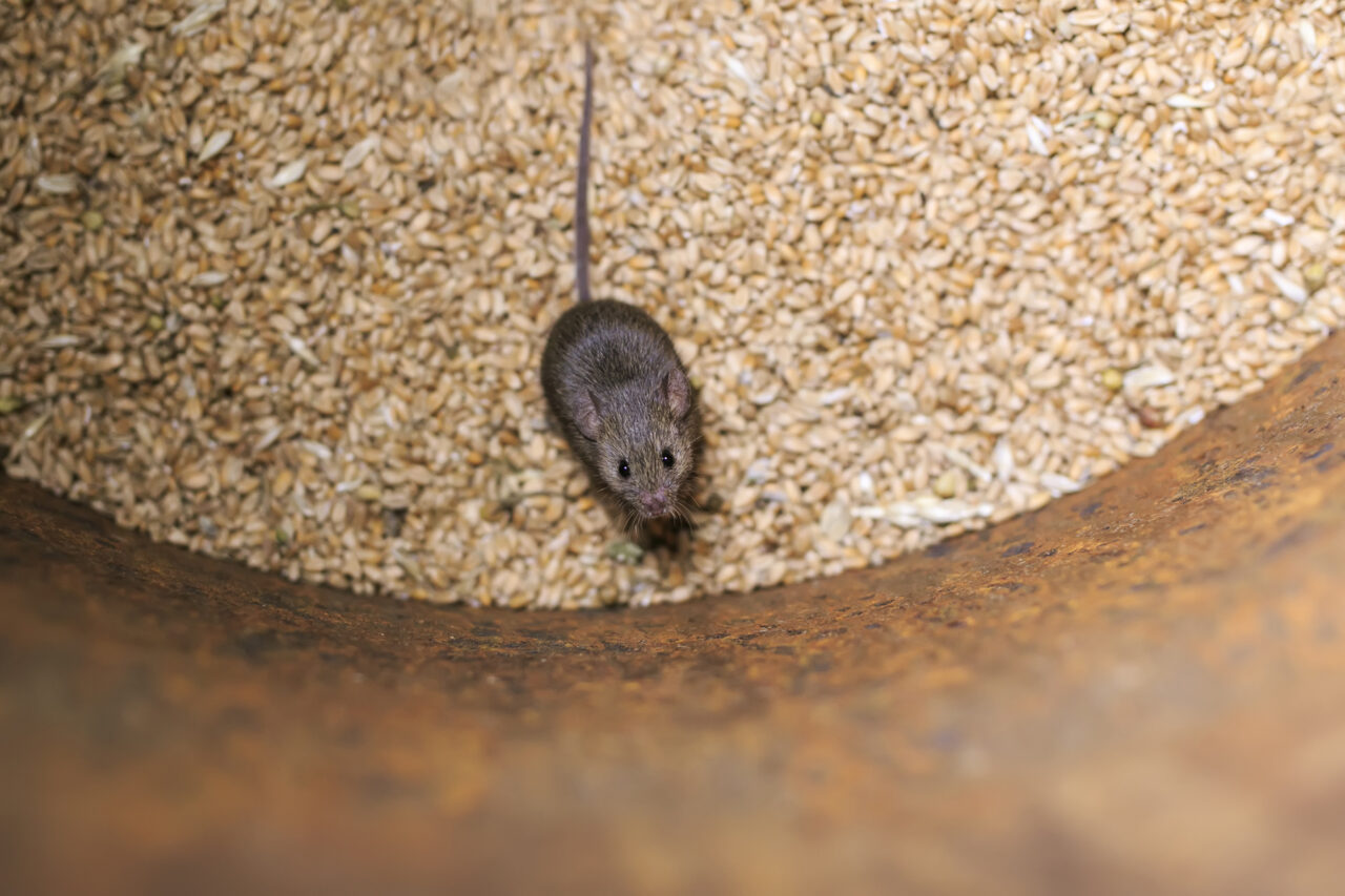 Keeping Snakes Out Of Chicken Coops - Murray McMurray Hatchery Blog