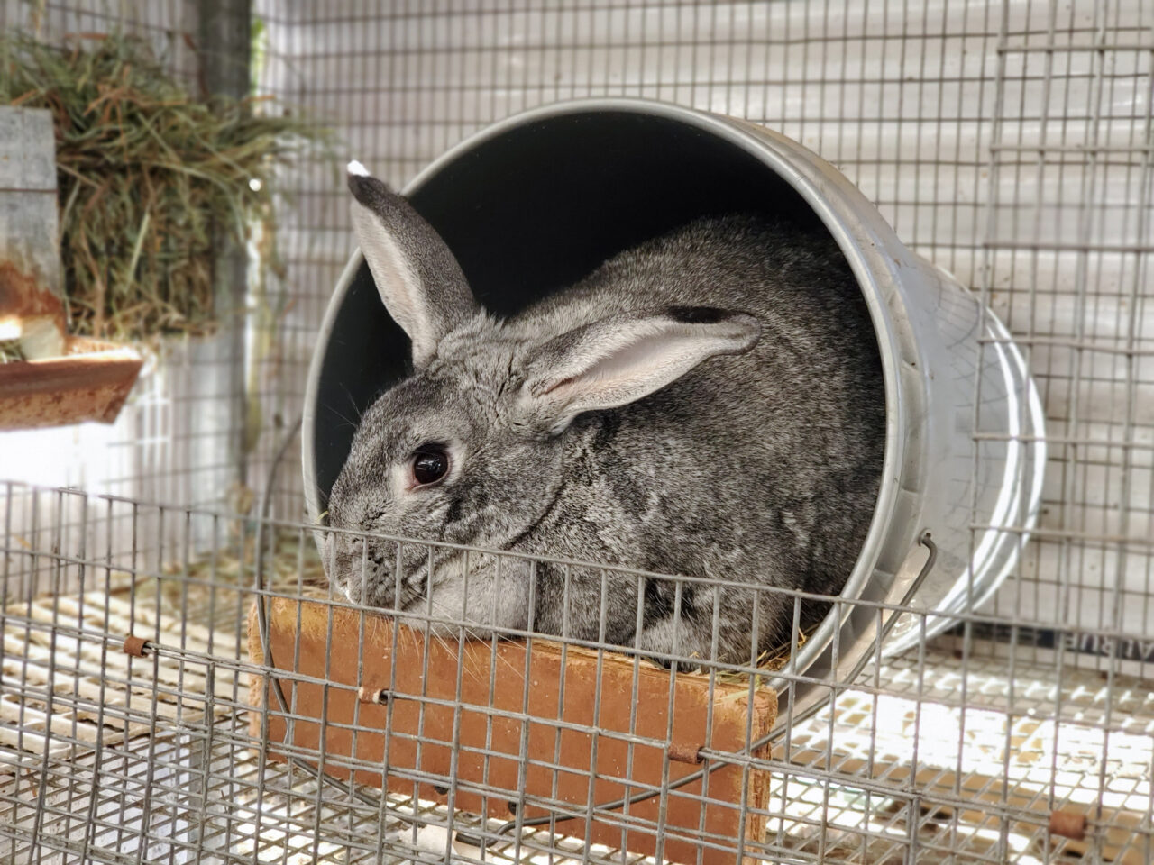 The Easiest Animals to Raise on the Homestead - McMurray Hatchery Blog