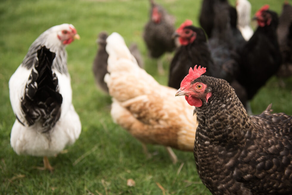 Gail Damerow: How To Tell When a Chicken Is Sick | McMurray Hatchery