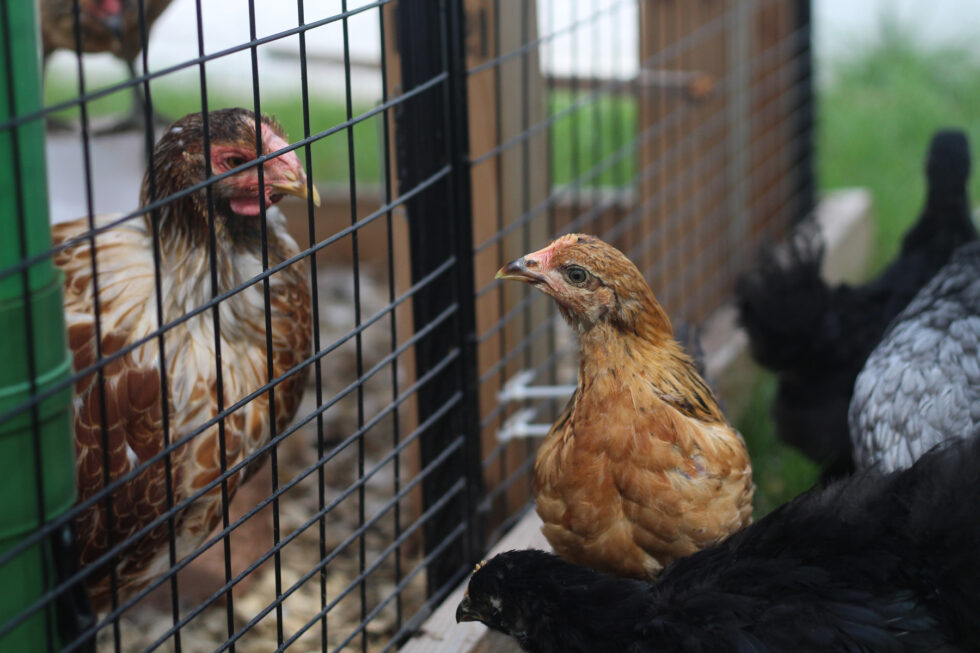How to Integrate New Chickens into Your Flock - McMurray Hatchery Blog
