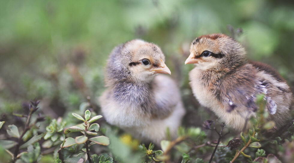 10 Tips for Brooding Chicks Off-Grid - Murray McMurray Hatchery Blog