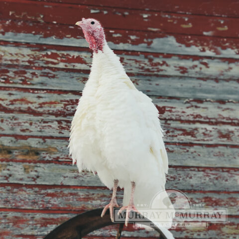 Heritage vs. Production Turkeys - Murray McMurray Hatchery Blog