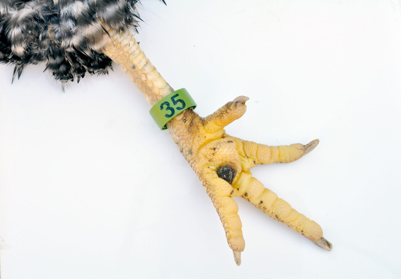 Gail Damerow Discusses Bumblefoot in Chickens and Ducks - Murray ...