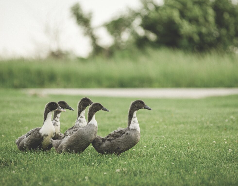 Our Favorite Duck Breeds - Murray McMurray Hatchery Blog