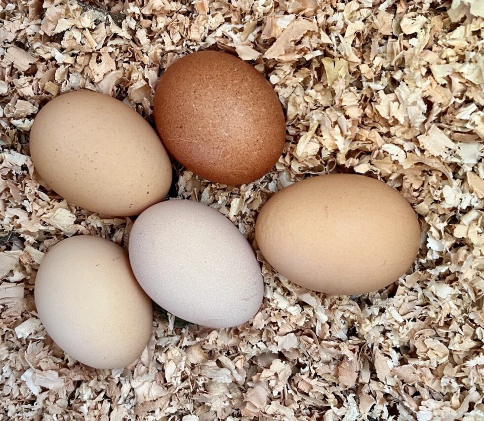 Building Your Flock: McMurray's Best Layers - Murray McMurray Hatchery Blog