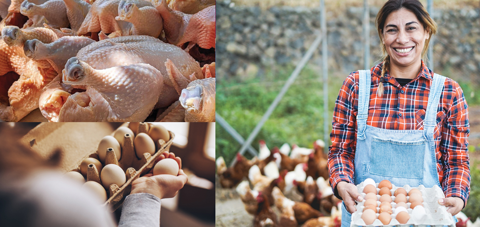 Murray McMurray Hatchery Blog