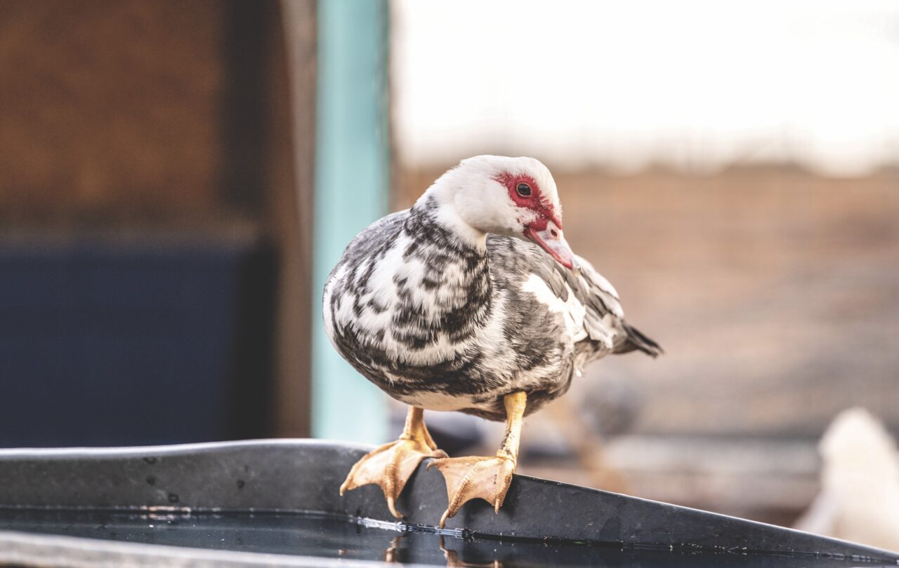 Our Favorite Duck Breeds - Murray McMurray Hatchery Blog