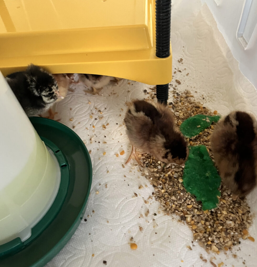 Brooding Backyard Chicks in the Summer - Murray McMurray Hatchery Blog
