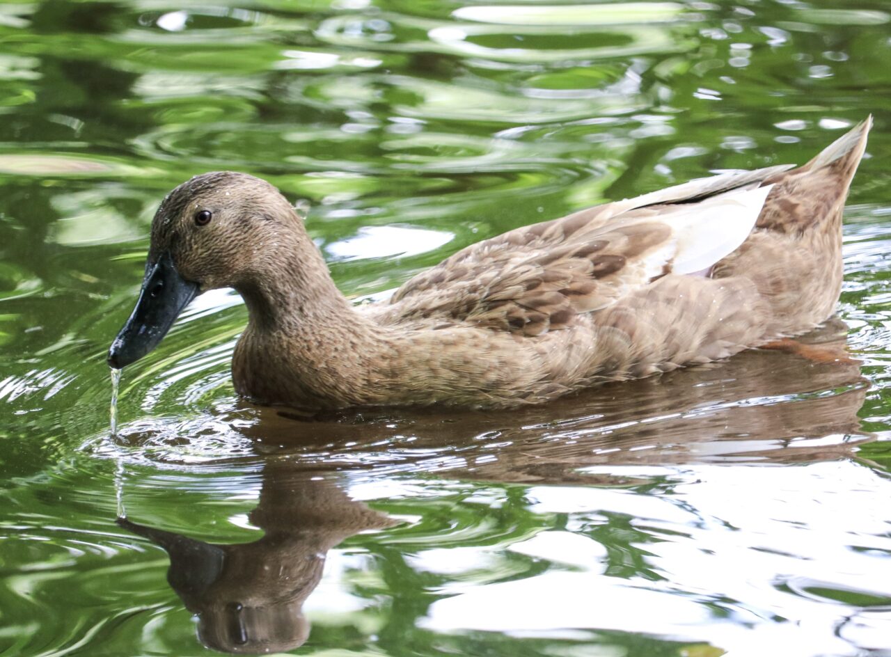 Our Favorite Duck Breeds - Murray McMurray Hatchery Blog