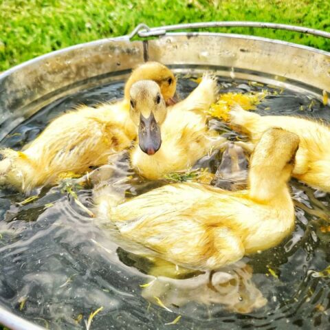 Our Favorite Duck Breeds - Murray McMurray Hatchery Blog