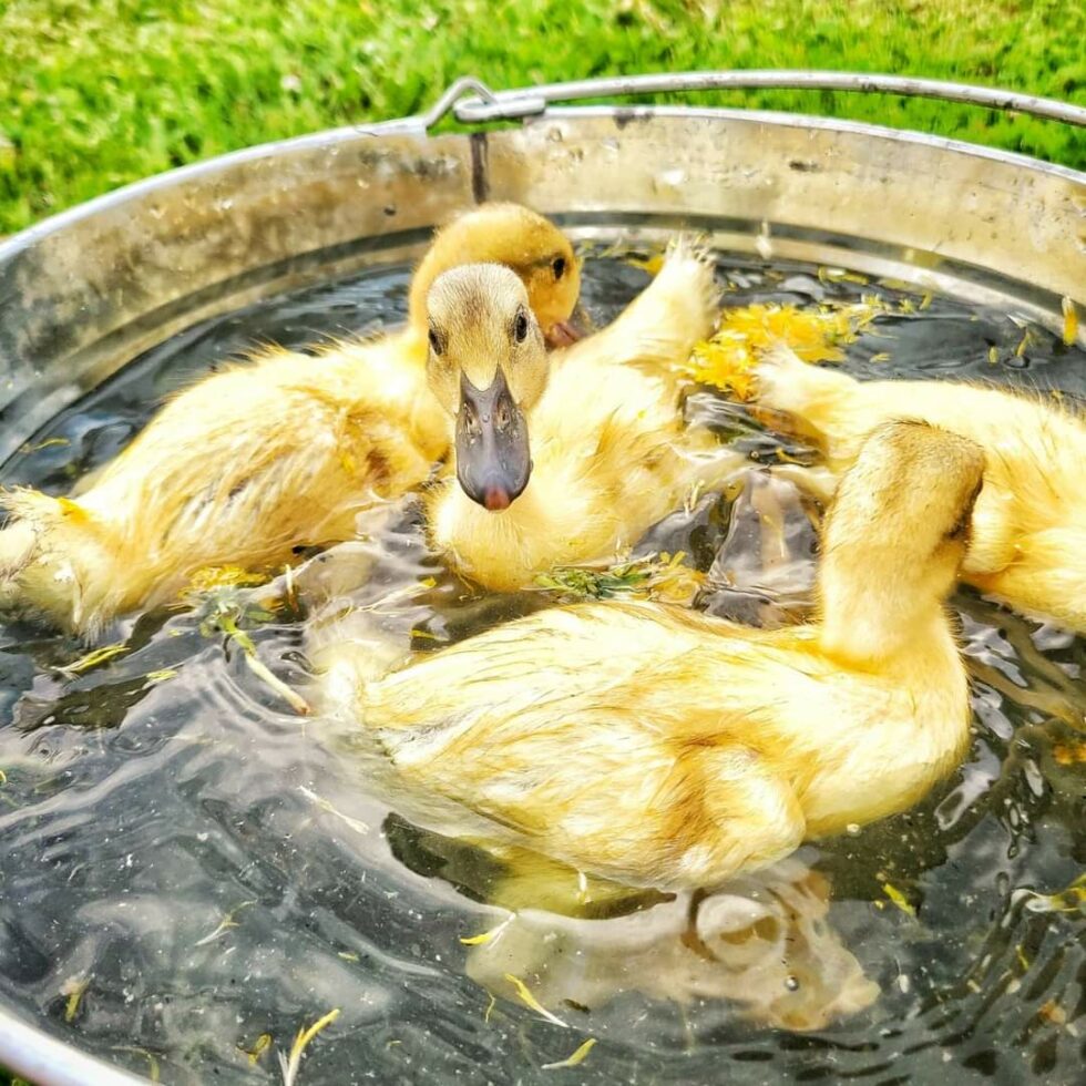 Our Favorite Duck Breeds - Murray McMurray Hatchery Blog