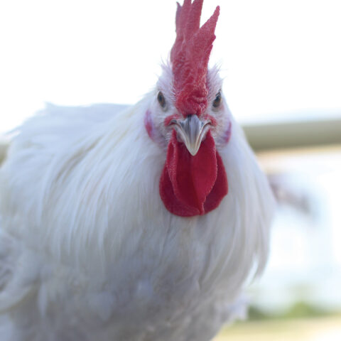 Meat Bird Roundup - Murray McMurray Hatchery Blog