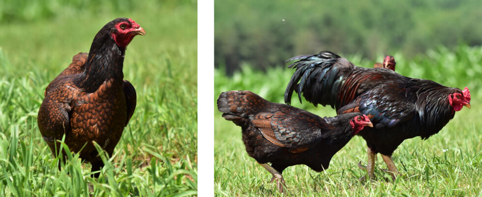 Meat Bird Roundup - Murray McMurray Hatchery Blog