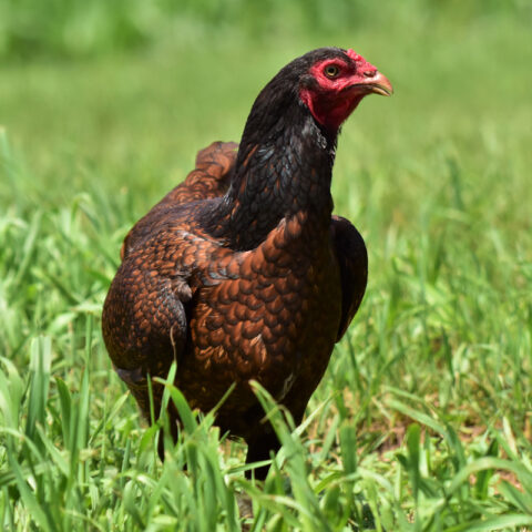 Meat Bird Roundup - Murray McMurray Hatchery Blog