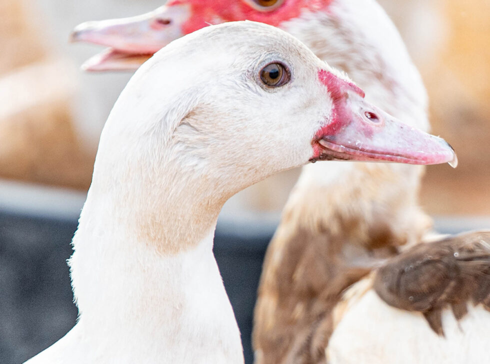 Our Favorite Duck Breeds - Murray McMurray Hatchery Blog