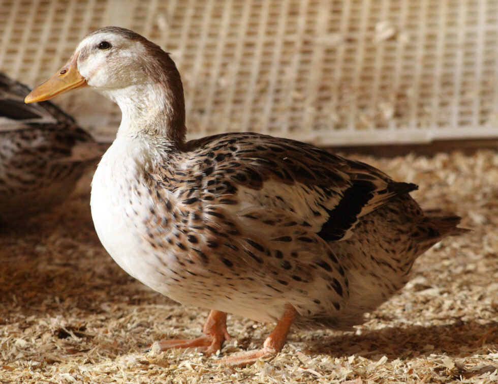 Our Favorite Duck Breeds - Murray McMurray Hatchery Blog