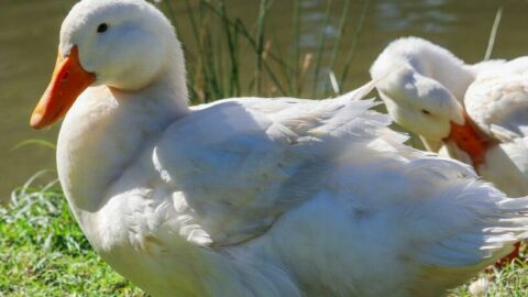 Our Favorite Duck Breeds - Murray McMurray Hatchery Blog