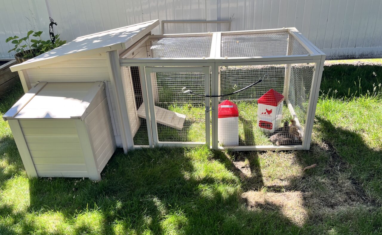 Brooding Backyard Chicks in the Summer - Murray McMurray Hatchery Blog