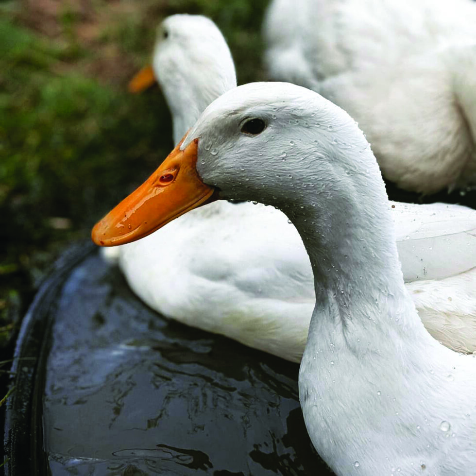 Our Favorite Duck Breeds - Murray McMurray Hatchery Blog