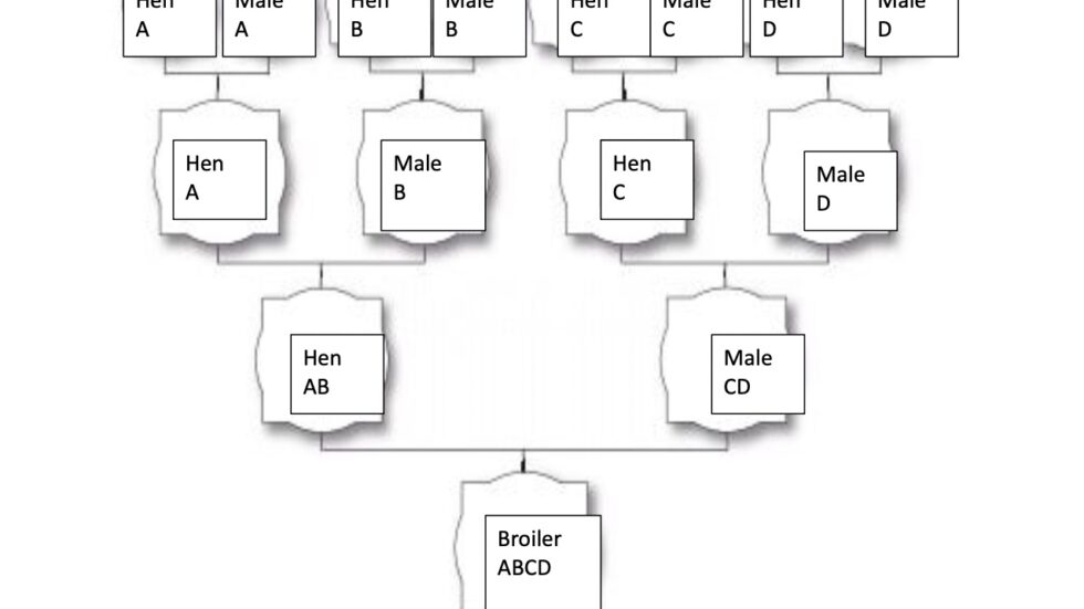 Raising a Sustainable Meat Flock - McMurray Hatchery Blog