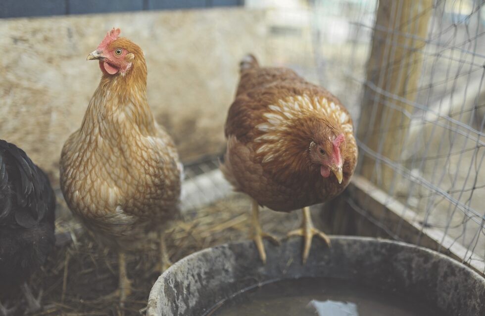 Red Mites in Poultry | Dr. Brigid McCrea | McMurray Hatchery Blog
