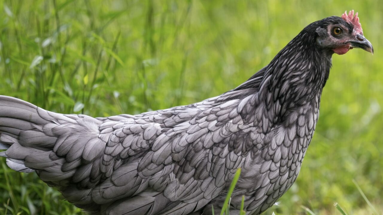 Breed Spotlight: Blue Andalusian | McMurray Hatchery Blog