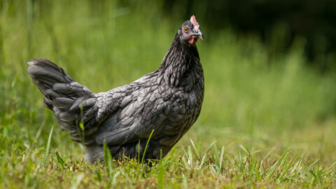 Breed Spotlight: Blue Andalusian | McMurray Hatchery Blog