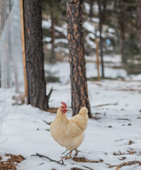 Winterize Your Chicken Coop With Janet Garman - Murray McMurray ...