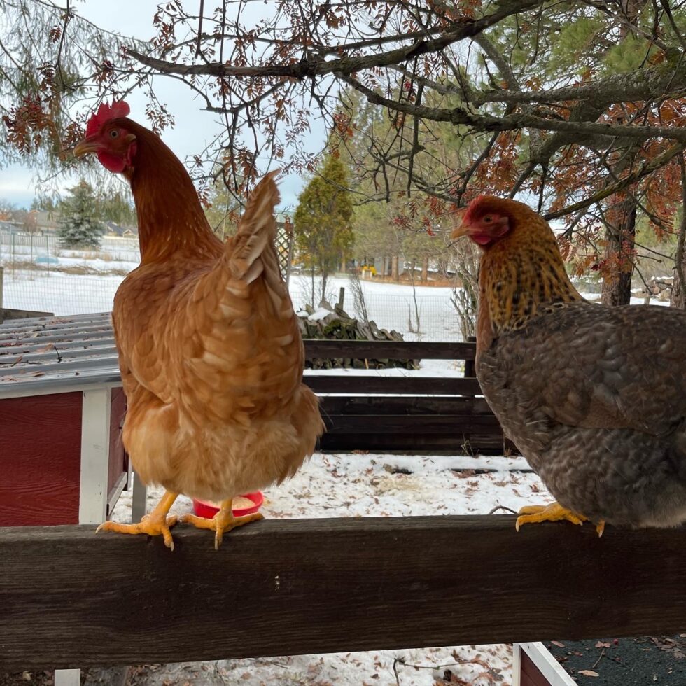 Why I Keep Production Layers - Murray McMurray Hatchery Blog