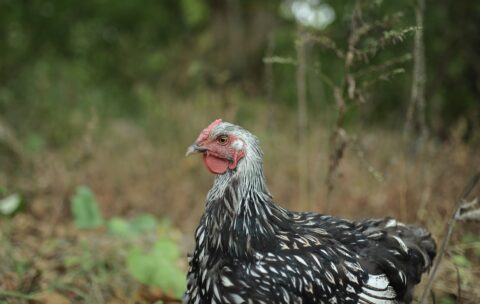 Gail Damerow Discusses How to Deworm Chickens - Murray McMurray ...