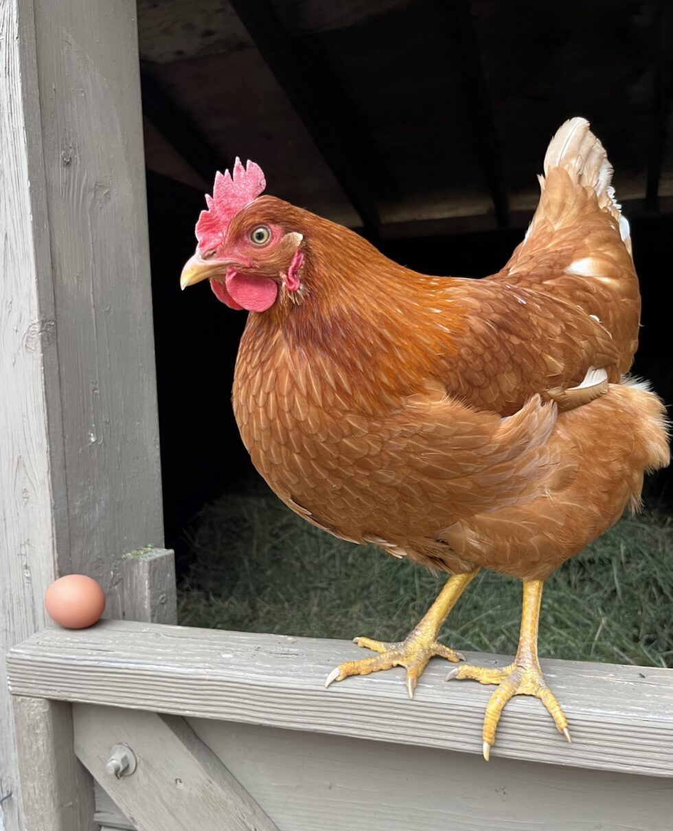 Top 5 Reasons Your Hens Stop Laying, Explained by Gail Damerow - Murray ...