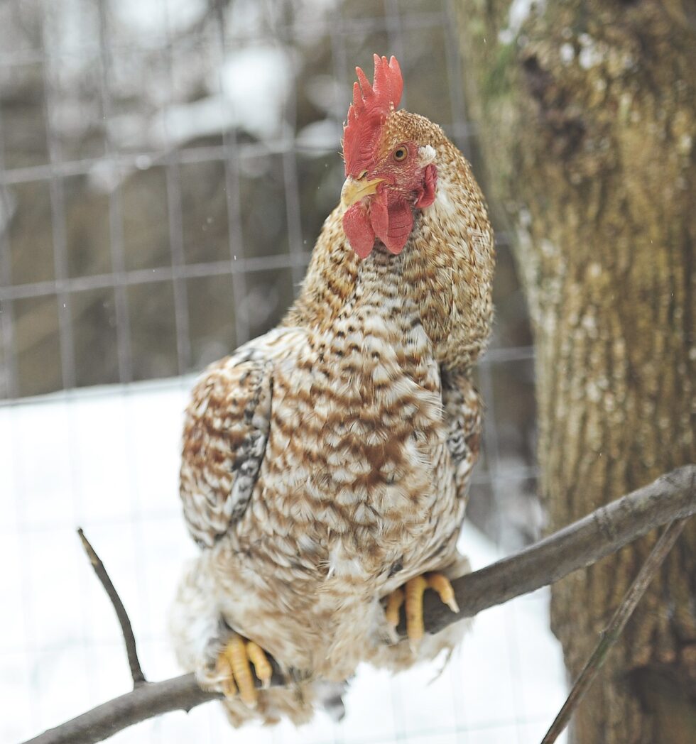 Gail Damerow Discusses How to Treat and Prevent Frostbite - Murray ...