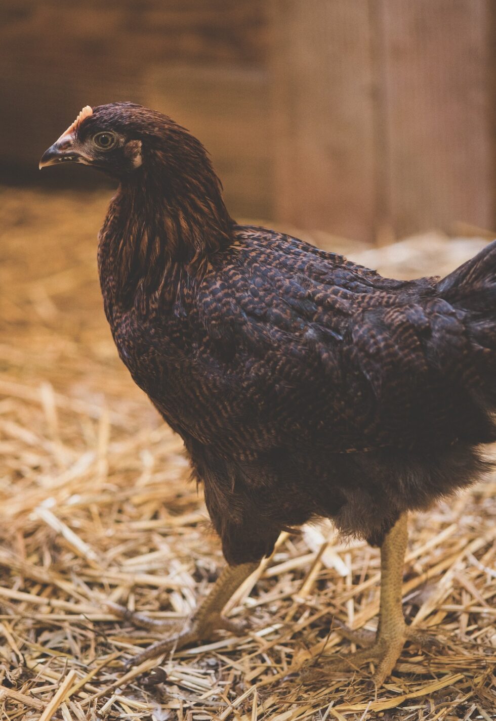 Coffee with the Chicken Ladies Breed Spotlight: Plymouth Rock - Murray ...