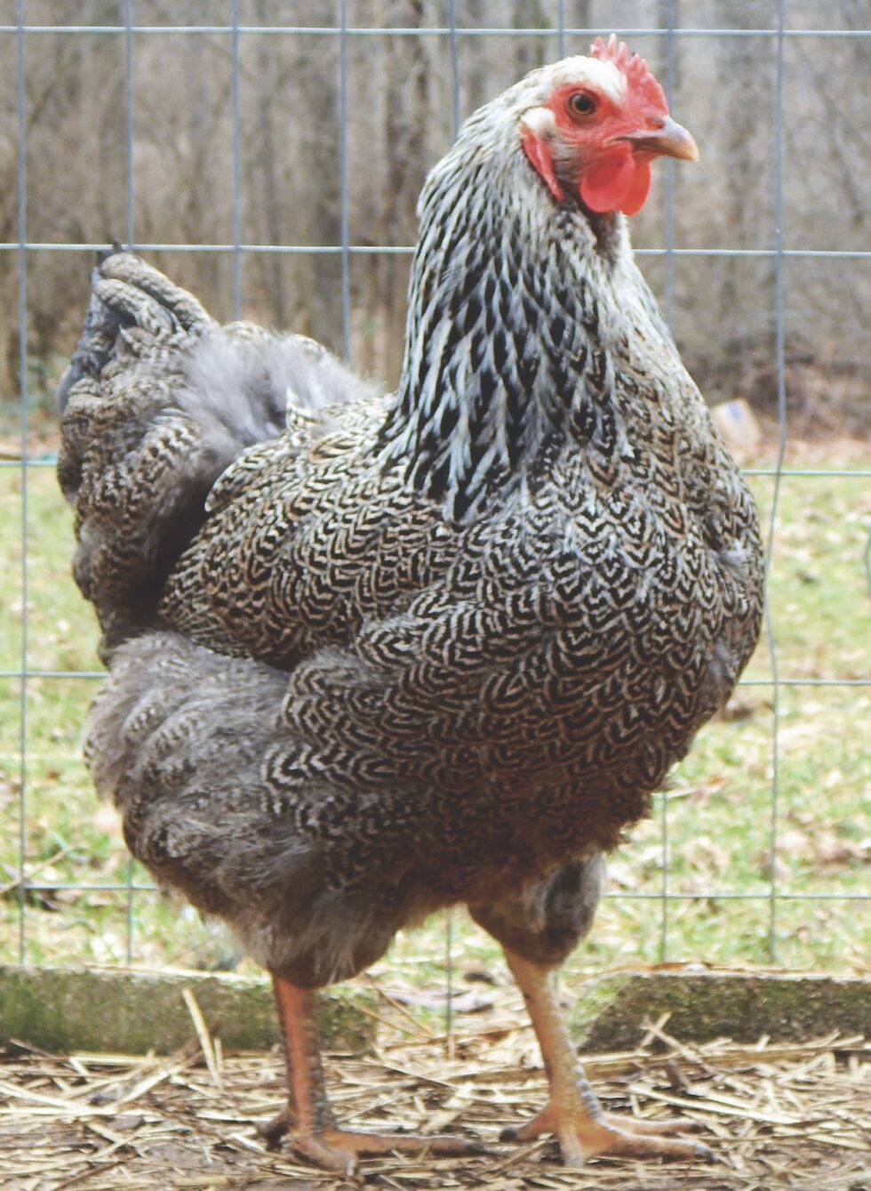 Coffee with the Chicken Ladies Breed Spotlight: Plymouth Rock - Murray ...